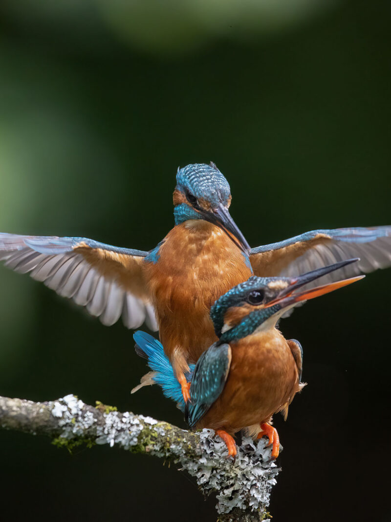 kingfisher-workshops - Mike Dunlevy Photography